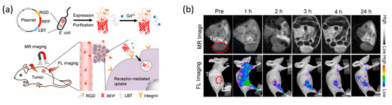Fluorescent Imaging Agents for Brain Diseases