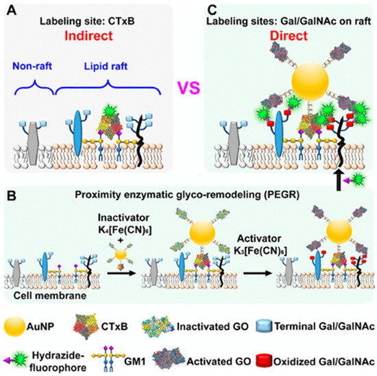 Cell-Surface Glycan Labeling and Sensing