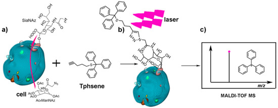Cell-Surface Glycan Labeling and Sensing