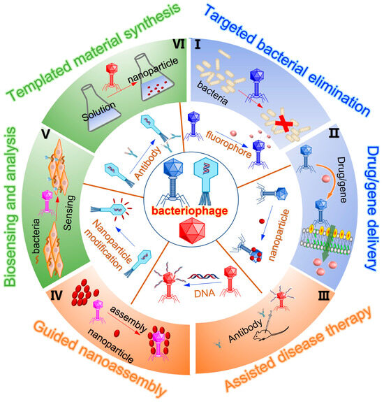 Living Bacteriophage Engineering for Functional Material Synthesis ...