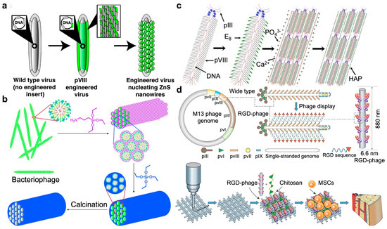 Living Bacteriophage Engineering for Functional Material Synthesis ...