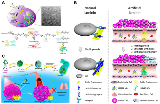Design of Cell-Specific Targeting Peptides for Cancer Therapy