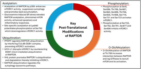 Regulatory-Associated Protein of mTOR-Mediated Signaling: A Nexus ...
