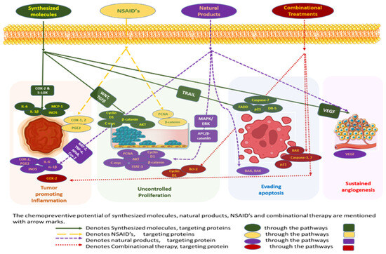 A Review of Potential Agents for Colon Cancer Interception in FAP ...
