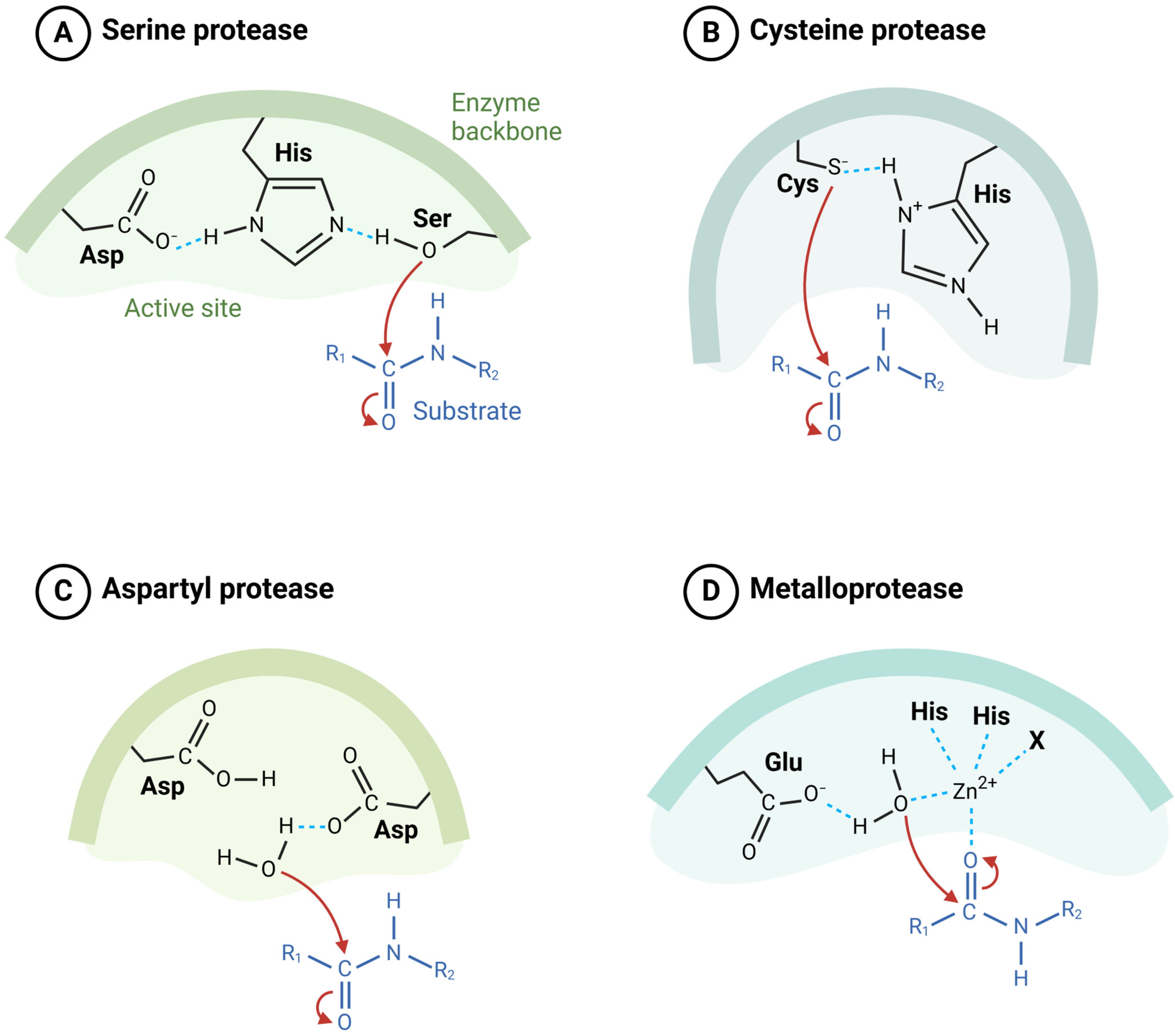 From Bench to Bedside: Transforming Cancer Therapy with Protease Inhibitors