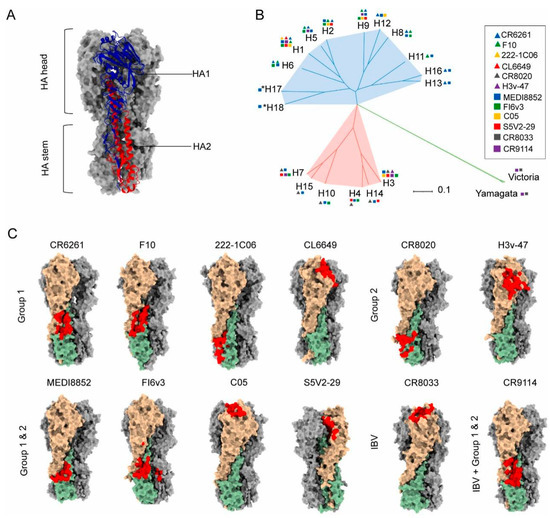 The Design and Prospects of Influenza Virus Vaccines Based on Conserved ...