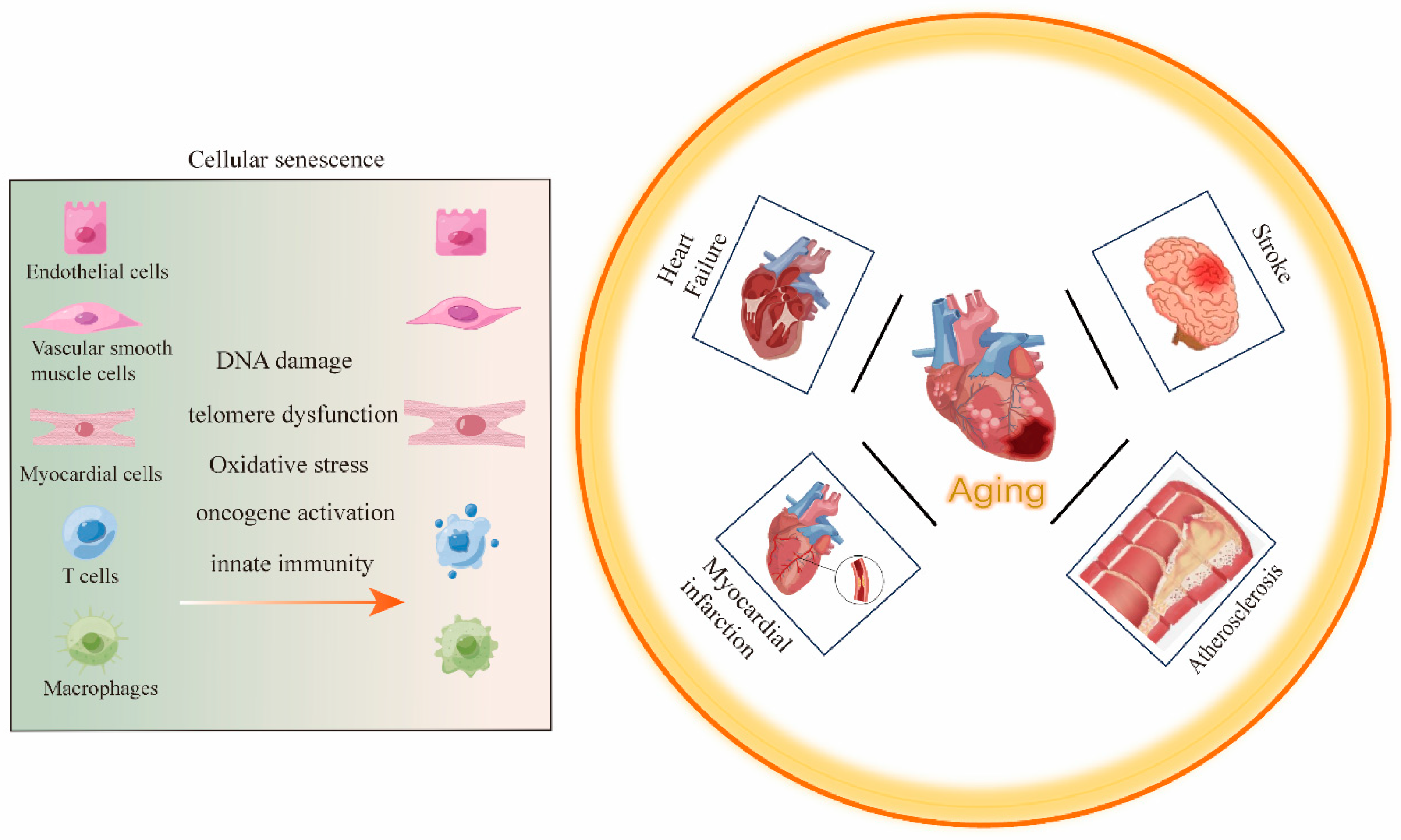 Natural Products Acting as Senolytics and Senomorphics Alleviate ...