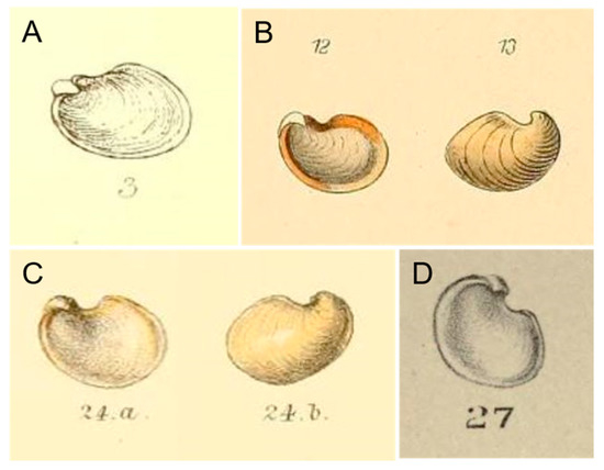 Saved by the Shell: Molecular Analysis Detects the Cryptic Sea Hare ...