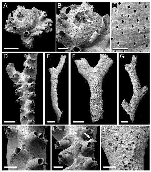 Cyclostomata Bryozoa