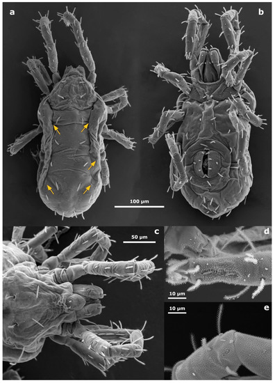 Two New Species of the Mite Genus Stereotydeus Berlese, 1901 ...