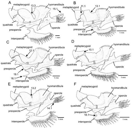 Taxonomy | Free Full-Text | Comparative Osteology, Phylogeny and ...