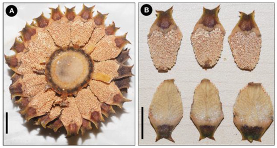 Ceratozamia dominguezii (Zamiaceae): A New Cycad Species from ...
