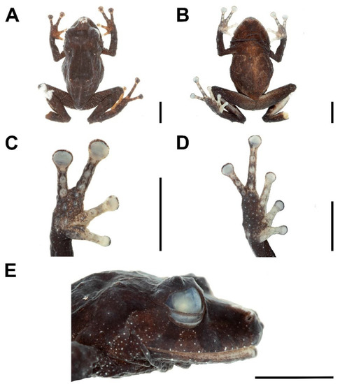 Taxonomy | Free Full-Text | Two New Species of Pristimantis (Anura ...
