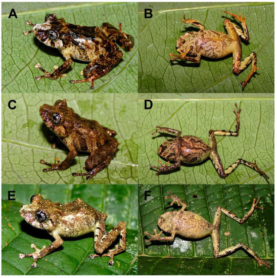 Taxonomy | Free Full-Text | Two New Species of Pristimantis (Anura ...