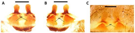First Description of the Female of the Trinidadian Theraphosine ...