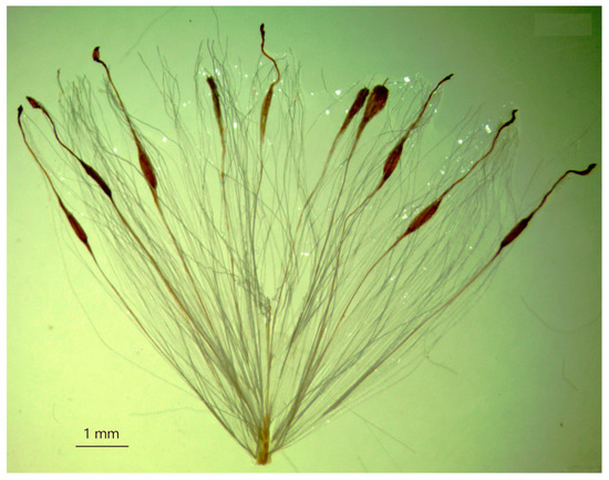 Typha lepechinii Mavrodiev et Kapit. sp. nov. (Typhaceae Juss.)—A New ...