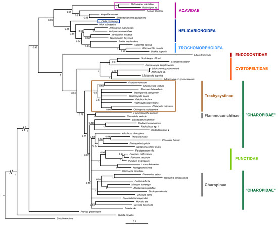 Phylogenetic Position of African Punctoid Snails (Stylommatophora ...