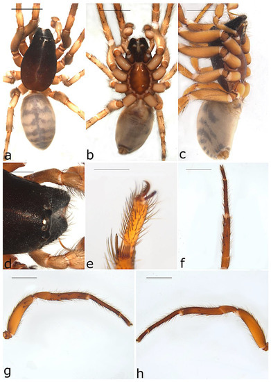 Taxonomy | An Open Access Journal from MDPI
