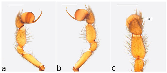Taxonomy | An Open Access Journal from MDPI