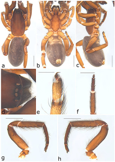 Taxonomy | An Open Access Journal from MDPI