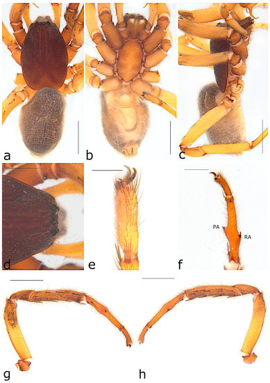 Taxonomy | An Open Access Journal from MDPI