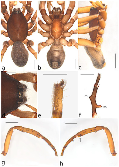 Taxonomy | An Open Access Journal from MDPI