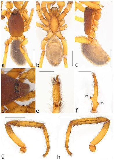 Taxonomy | An Open Access Journal from MDPI
