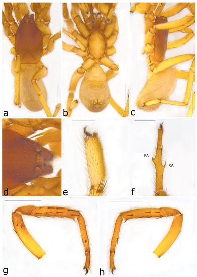 Taxonomy | An Open Access Journal from MDPI