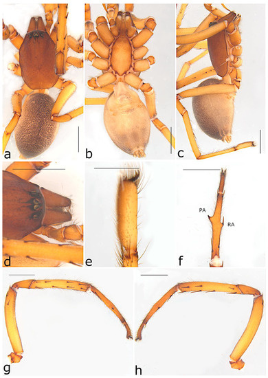 Taxonomy | An Open Access Journal from MDPI