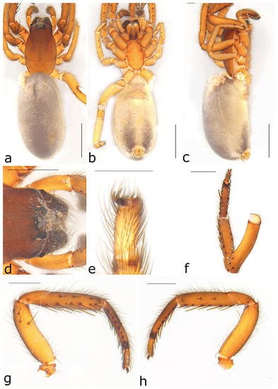 Taxonomy | Free Full-Text | The Tube-Web Spiders of the Genus Ariadna ...