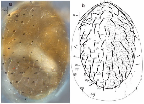 A New Predacious Species of Cosmolaelaps (Mesostigmata: Laelapidae ...