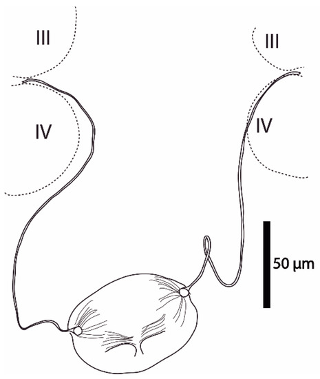 A New Predacious Species of Cosmolaelaps (Mesostigmata: Laelapidae ...