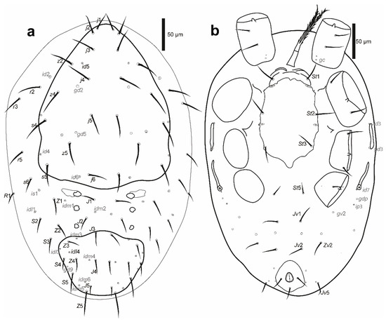 A New Predacious Species of Cosmolaelaps (Mesostigmata: Laelapidae ...