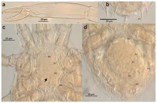 A New Predacious Species of Cosmolaelaps (Mesostigmata: Laelapidae ...