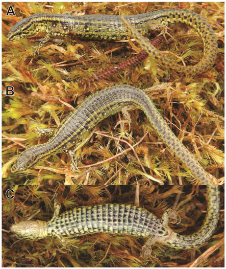 A New Species of Proctoporus (Reptilia, Gymnophthalmidae, Cercosaurinae ...