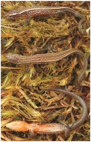 A New Species of Proctoporus (Reptilia, Gymnophthalmidae, Cercosaurinae ...