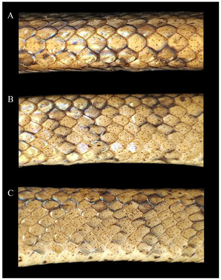 A New Species of Pareas Wagler, 1830 (Squamata, Pareidae) from ...