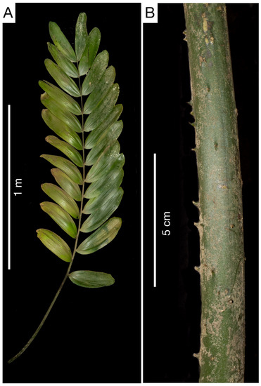 Zamia magnifica (Zamiaceae, Cycadales): A New Rupicolous Cycad Species ...