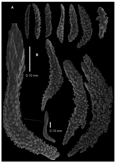 Replacement Name for Paracis (Cnidaria: Octocorallia: Paramuriceidae ...