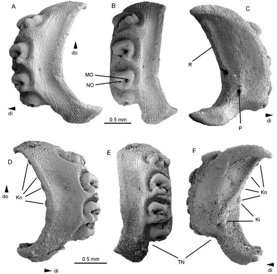 The Northernmost Occurrence of the Tropical-Subtropical Brittle Star ...