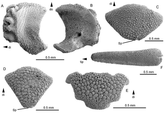 The Northernmost Occurrence of the Tropical-Subtropical Brittle Star ...