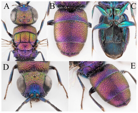 A Revision of the Chrysis leachii Group from Cyprus, with a Description ...