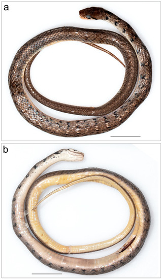 Systematic Assessment of Hebius beddomei (Günther, 1864) (Serpentes ...