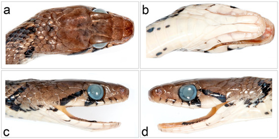 Systematic Assessment of Hebius beddomei (Günther, 1864) (Serpentes ...