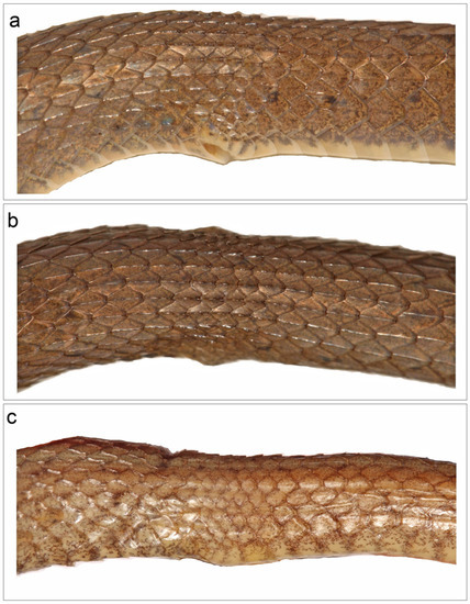 Systematic Assessment of Hebius beddomei (Günther, 1864) (Serpentes ...
