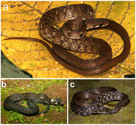 Systematic Assessment of Hebius beddomei (Günther, 1864) (Serpentes ...