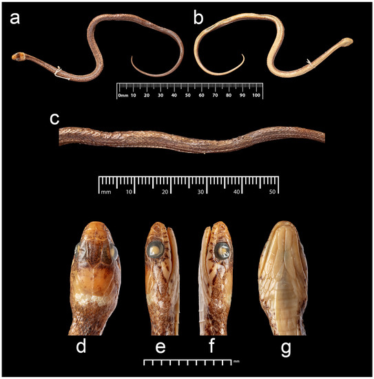 Systematic Assessment of Hebius beddomei (Günther, 1864) (Serpentes ...