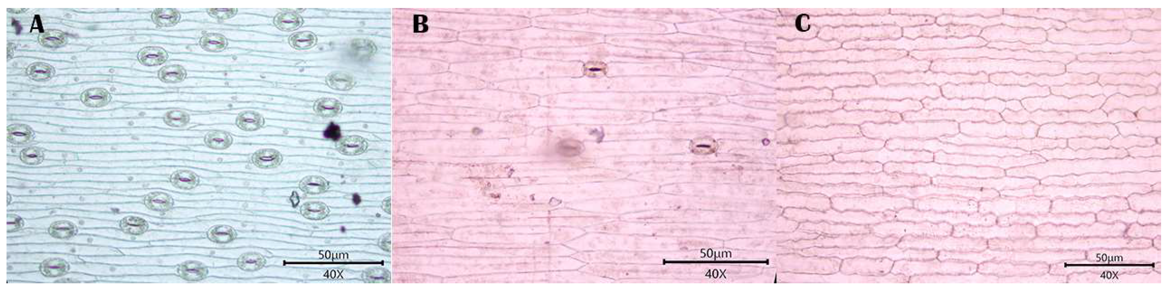 Characteristics and Evolution of Leaf Epidermis in the Genus Amana ...
