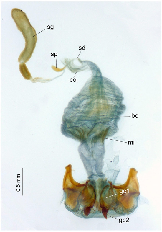 Description of a Highly Modified Endemic Ground Beetle (Coleoptera ...