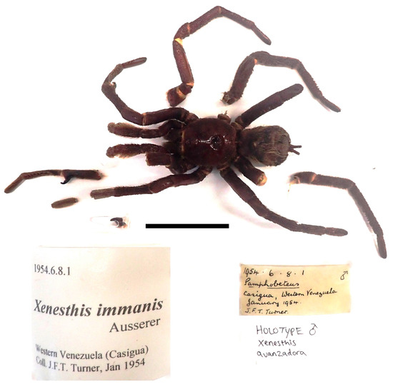 On the Tarantula Genus Xenesthis Simon, 1891, with Description of a New ...